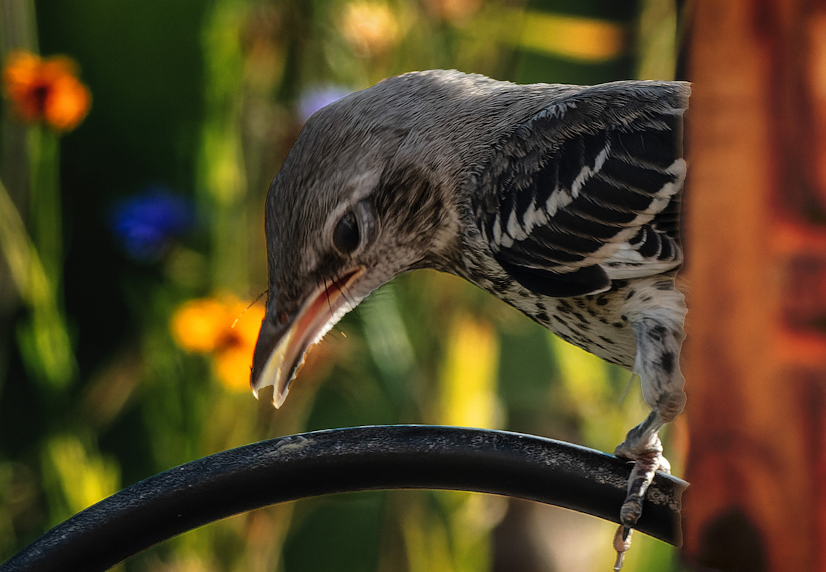 Dozens of Birds Renamed Because of "Offensive Connotations"