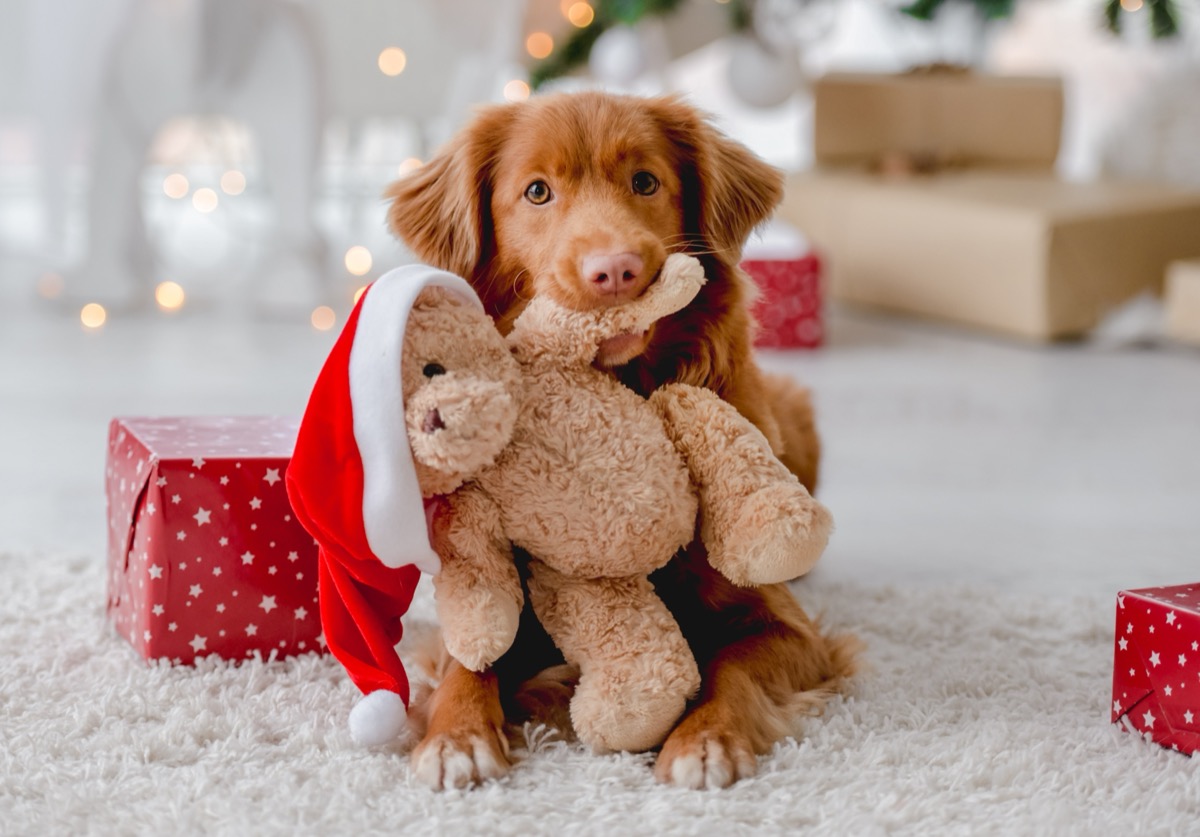 Christmas Puns That Will Absolutely Sleigh You — Best Life