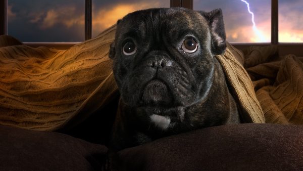 A Definitive List of Common Phobias: Spiders, Germs, Heights, and More