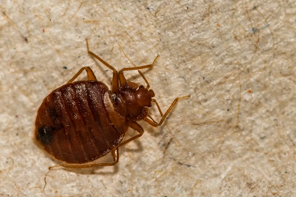 These Smells Could Mean You Have Bed Bugs Pest Experts Say Best Life