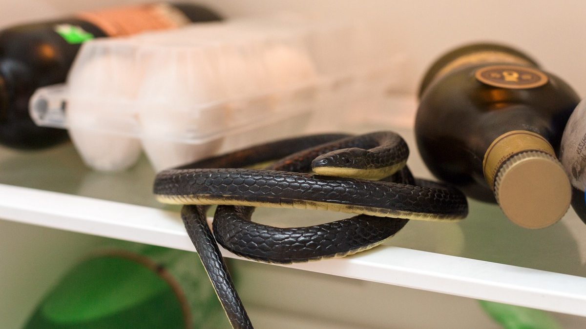 What Attracts Snakes to Your House: 10 Common Things — Best Life
