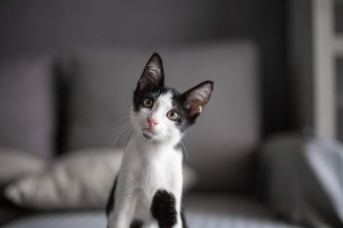 91 Cat Puns That Are Absolutely Hissterical — Best Life