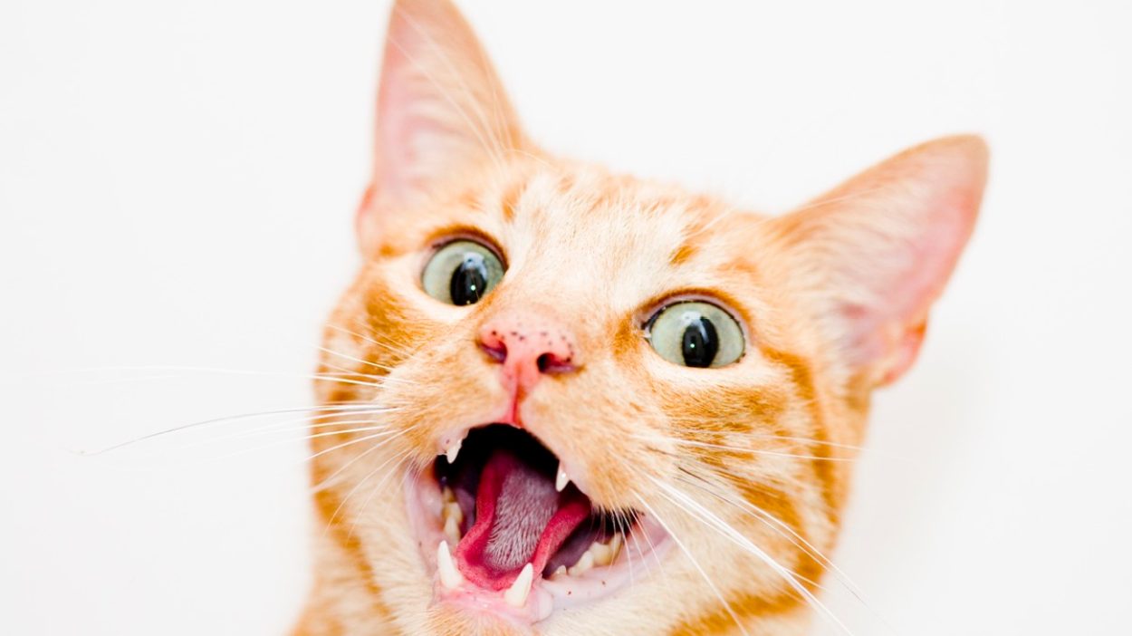 91 Cat Puns That Are Absolutely Hissterical — Best Life