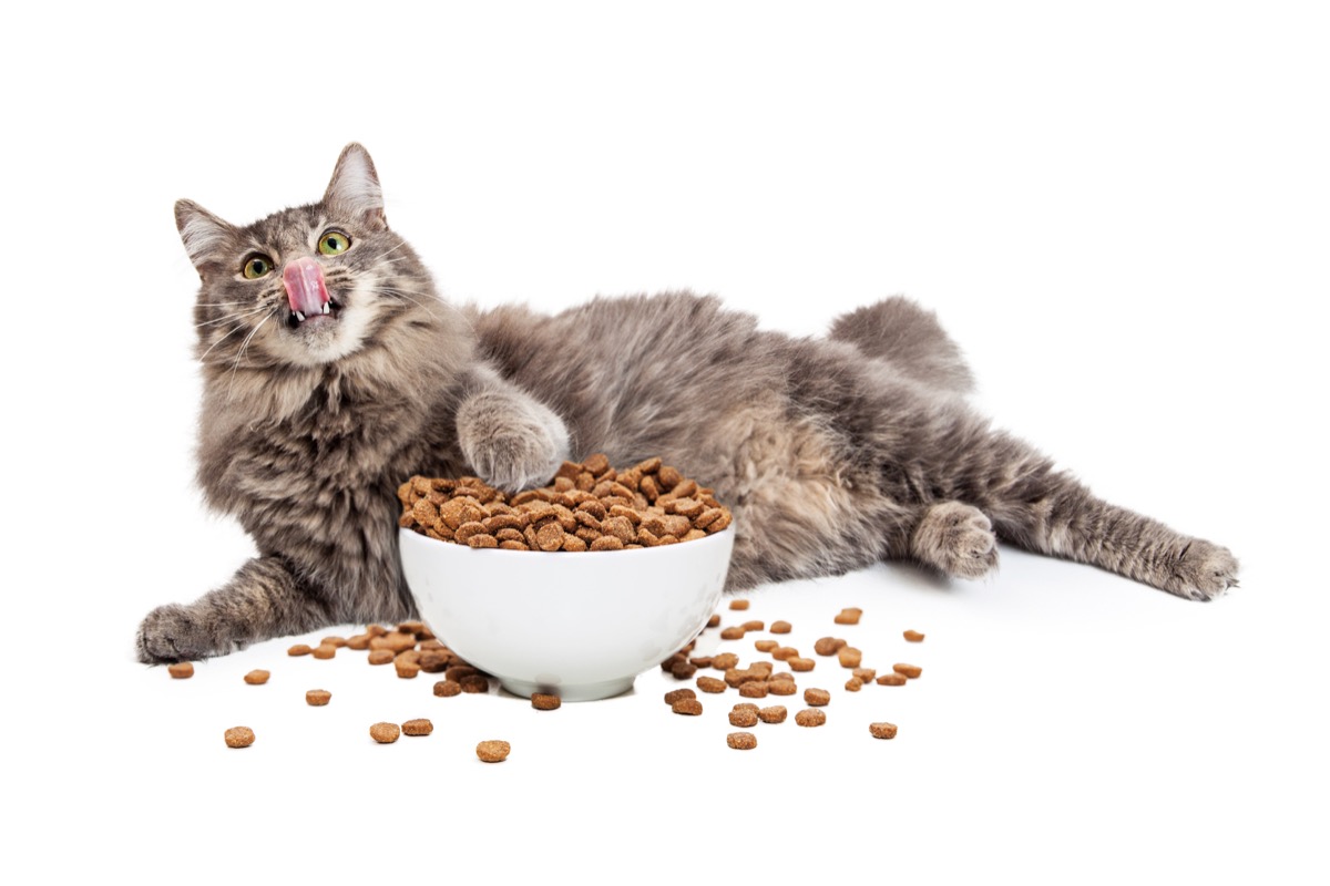 91 Cat Puns That Are Absolutely Hissterical — Best Life