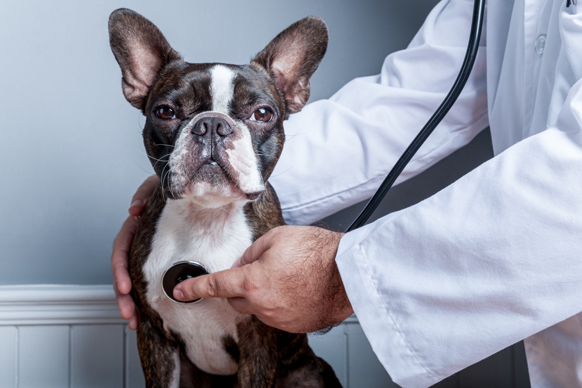 Mystery Dog Illness Spreading—These Breeds Are Most at Risk