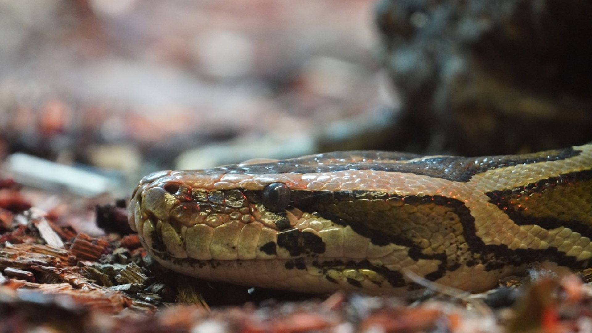 Giant Invasive Pythons Are Spreading Fast in Florida — Best Life