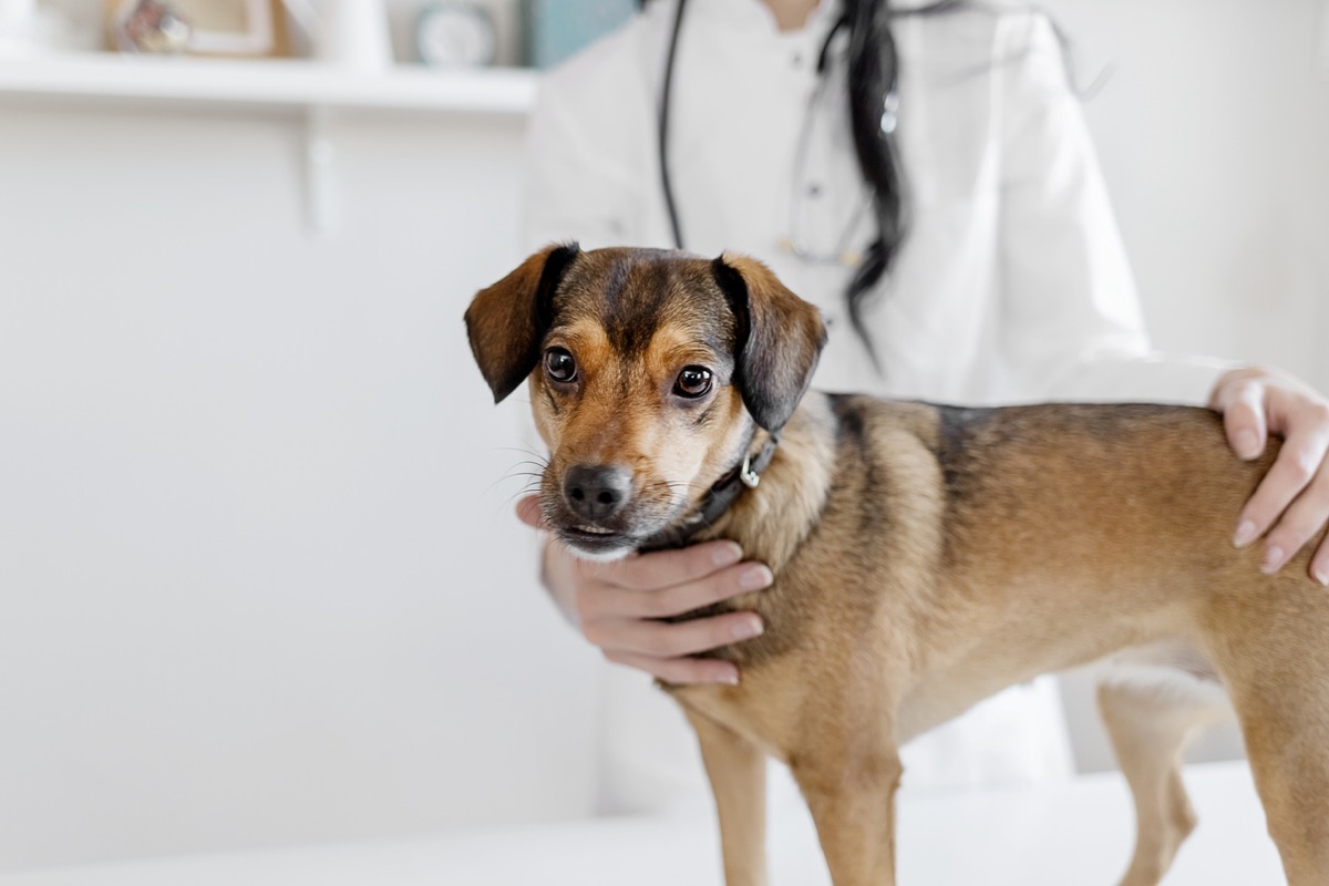 Why Is My Dog Shaking? Veterinarians Weigh In — Best Life