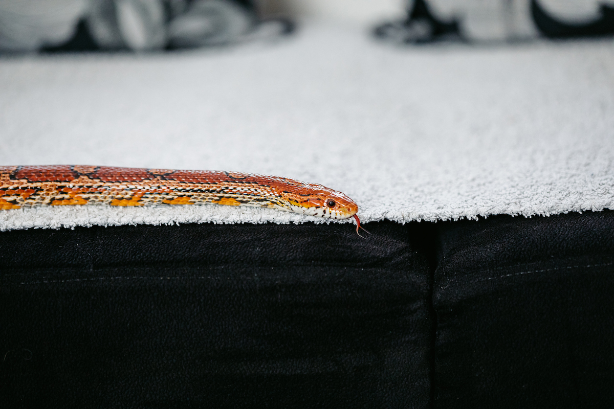 11 Cleaning Habits That Attract Snakes to Your Home — Best Life