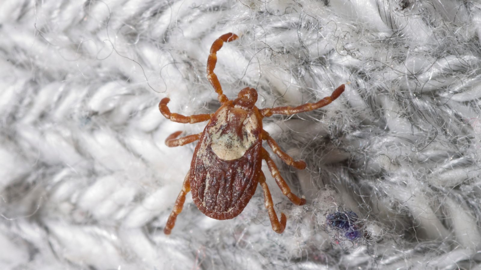 CDC Issues Warning for Rocky Mountain Spotted Fever — Best Life