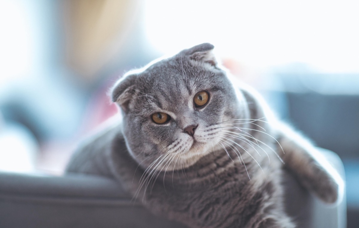 Veterinarian Reveals the 4 Worst Cat Breeds to Own — Best Life