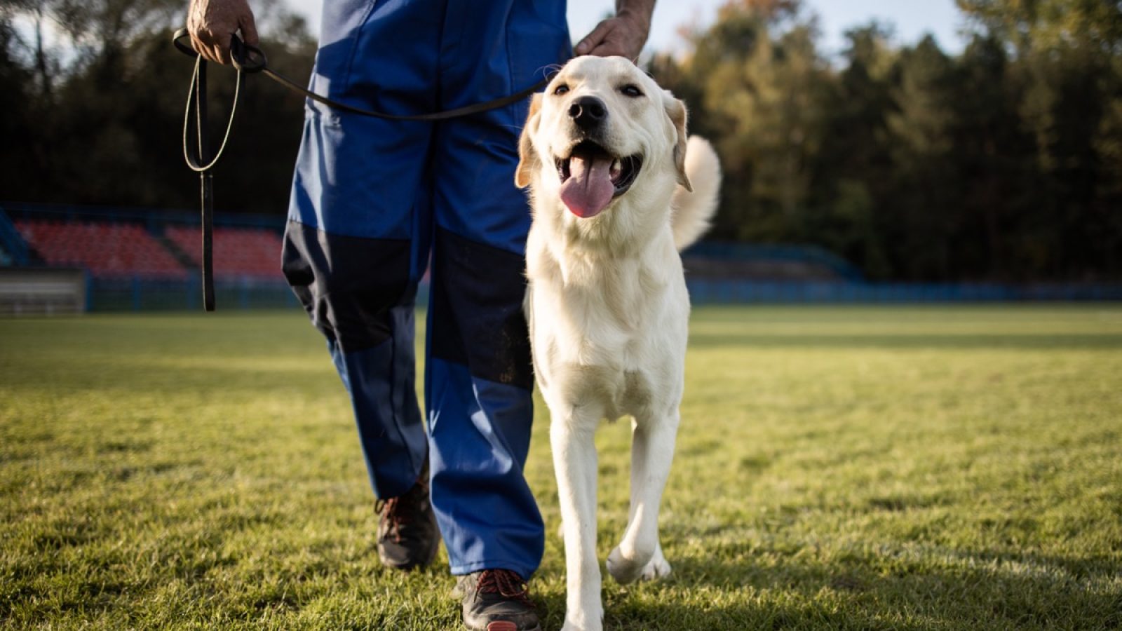 I'm a Dog Trainer and I'd Never Own These 5 Breeds — Best Life