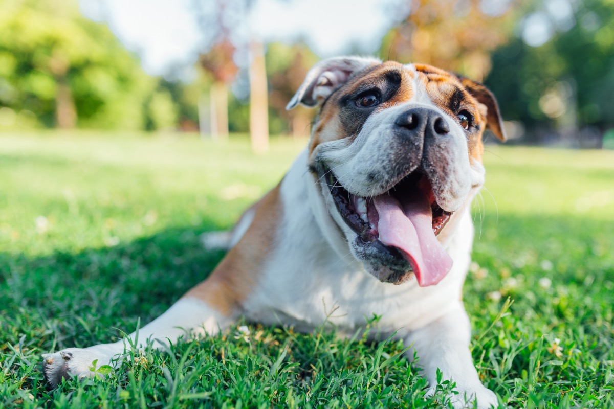 The 10 Most High-Maintenance Dog Breeds, New Study Shows — Best Life