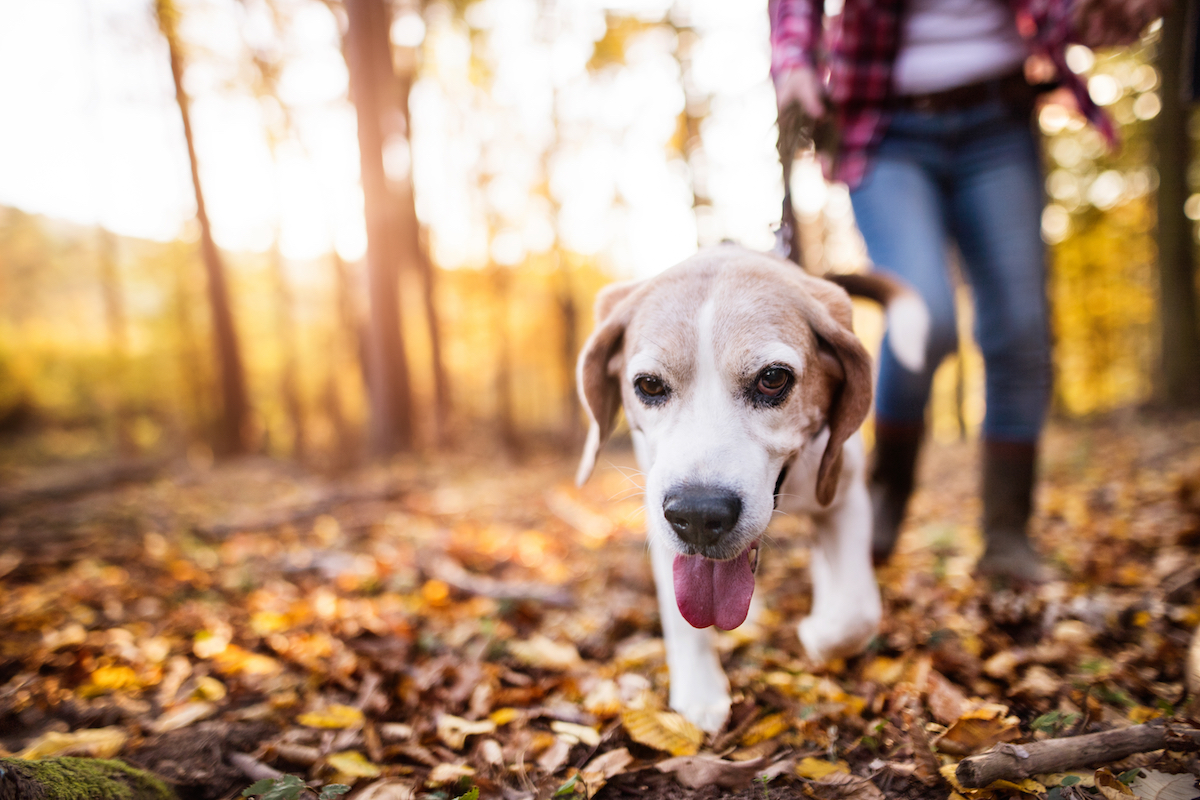 How to Stop Dogs From Jumping on People, Cesar Millan Says — Best Life