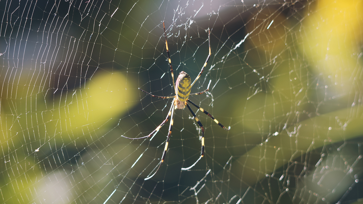 Giant "Parachuting" Jorō Spiders Are Spreading Fast — Best Life