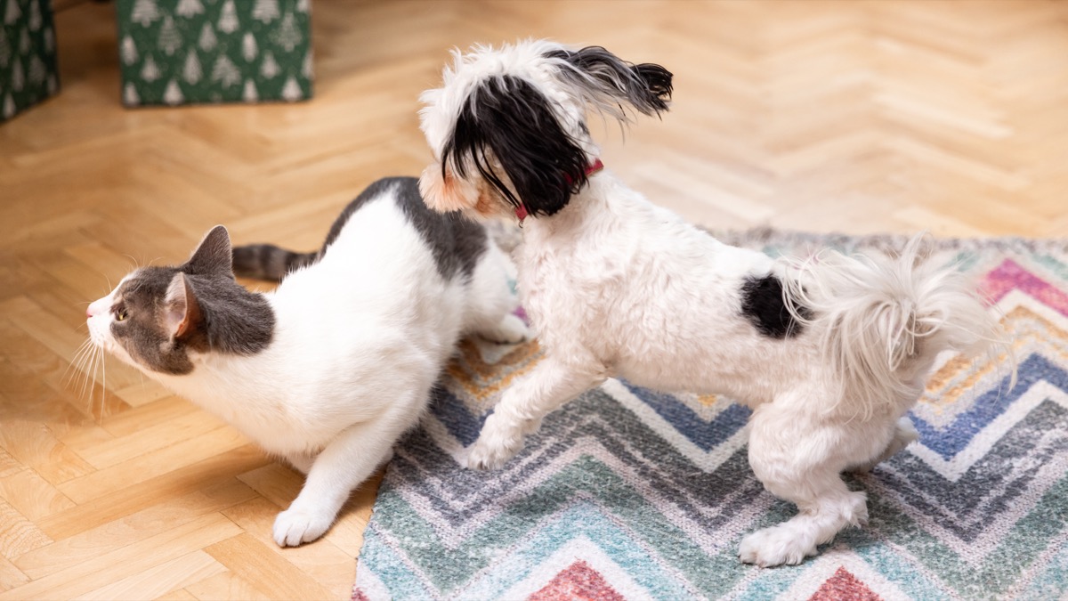 7 Red Flags That Your Pets Need to Be Separated — Best Life