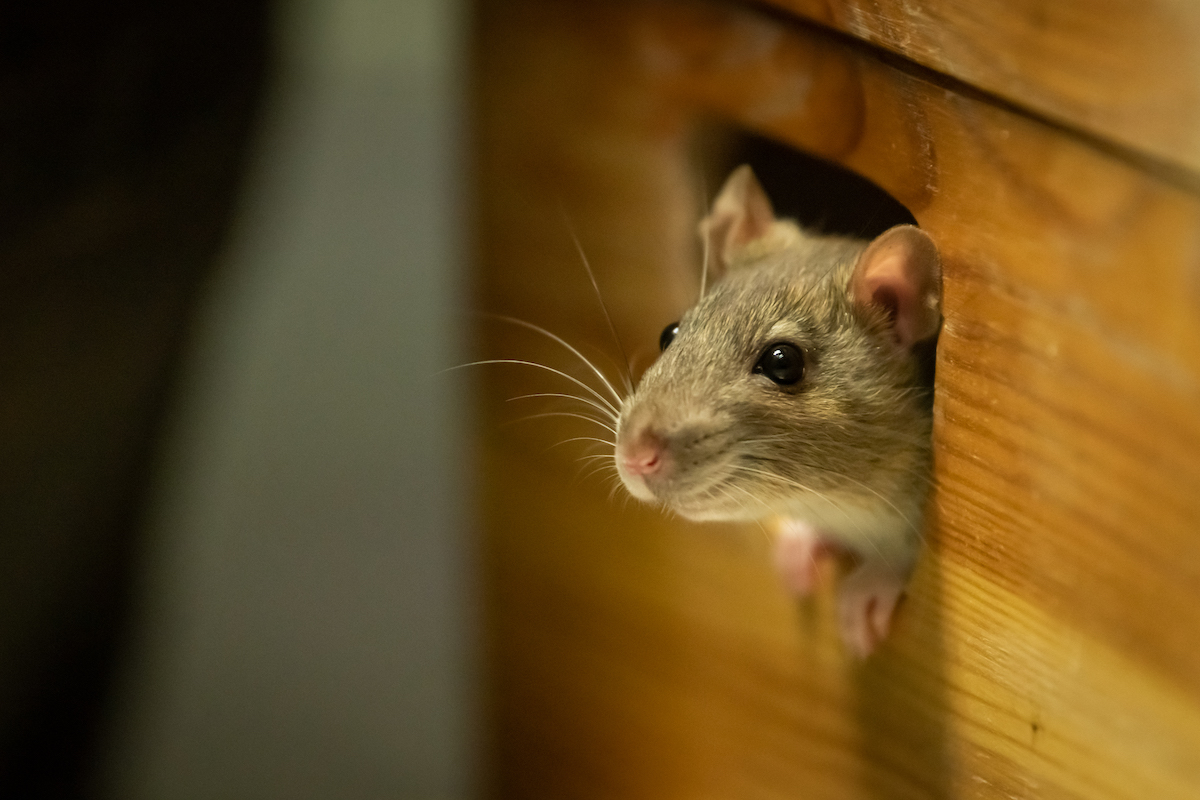 How to Rodent-Proof Your House for Spring: 5 Expert Tips — Best Life