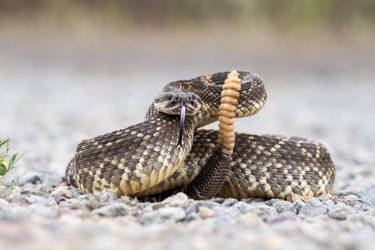 Woman Finds Rattlesnake Living in Her Car for 2 Weeks — Best Life