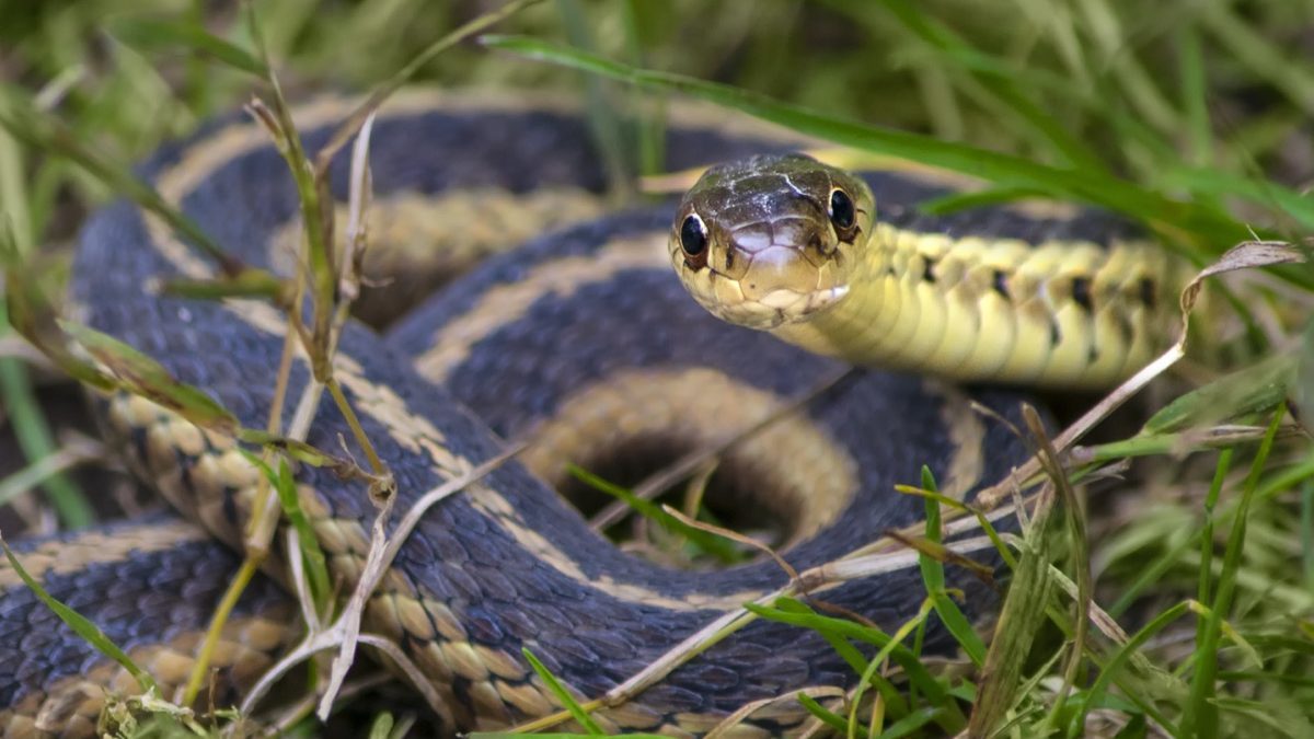 7 Easy Ways to Get Rid of Garden Snakes, Pest Experts Say — Best Life