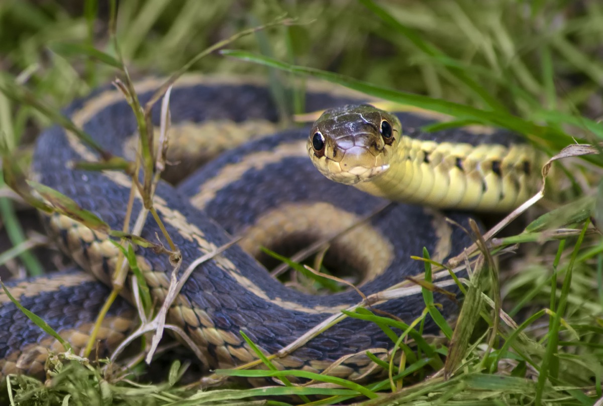 7 Easy Ways to Get Rid of Garden Snakes, Pest Experts Say — Best Life