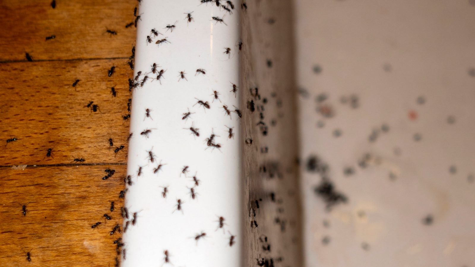 How to Get Rid of Ants in the Kitchen — Best Life