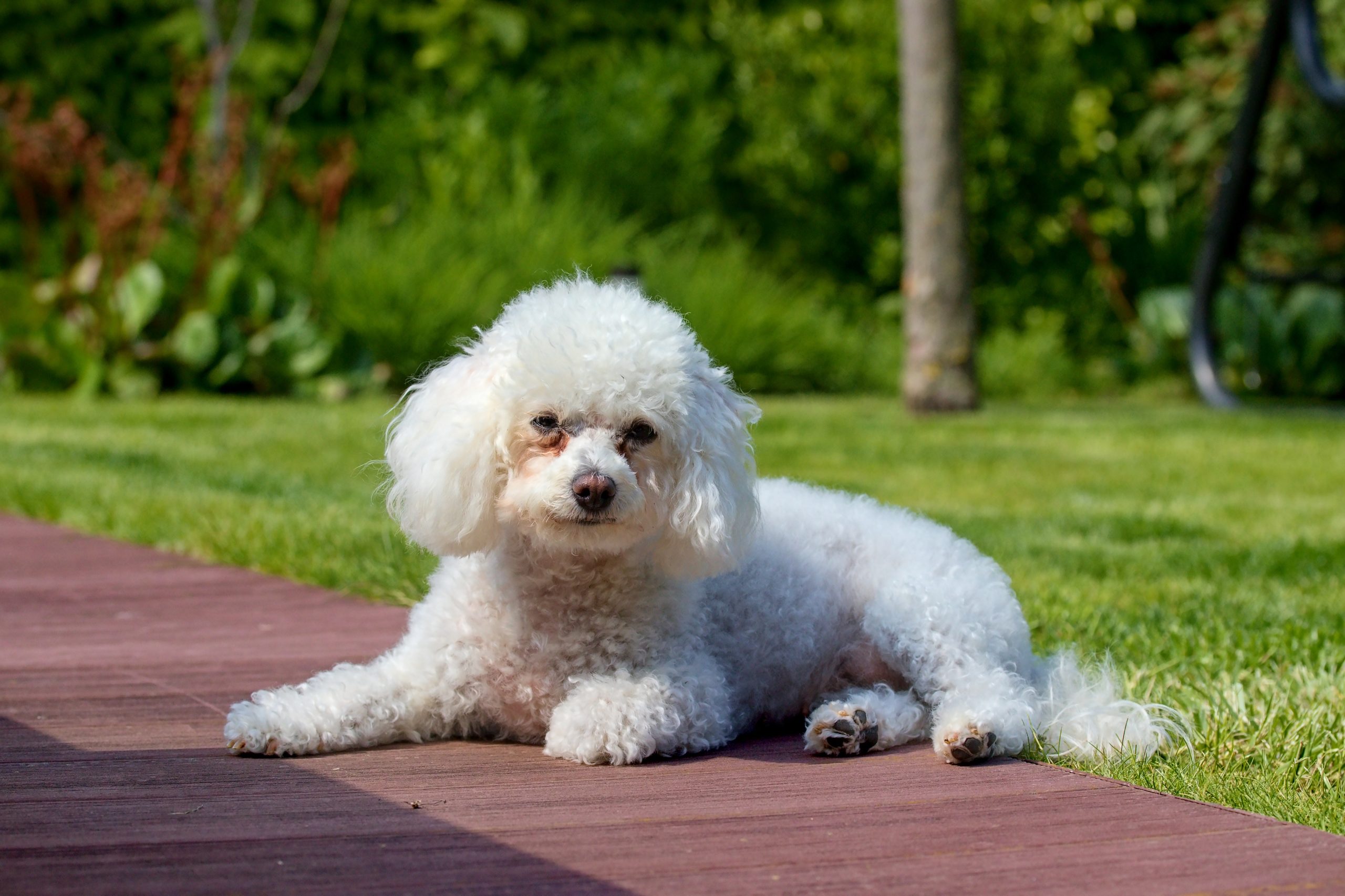 20 Best Dog Breeds That Don't Shed, According to Veterinarians — Best Life