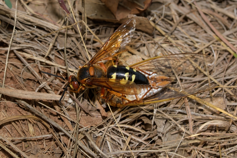 Giant Cicada-Killing Wasps Will Descend This Summer — Best Life