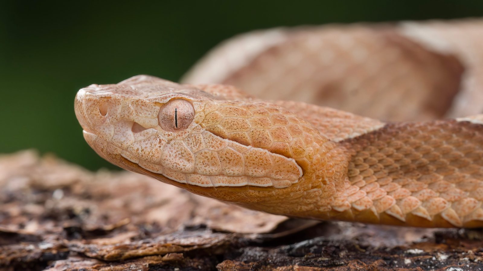 Officials Issue New Warning Amid Sudden Surge in Snake Bites
