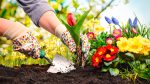 15 Best Spring Flowers to Plant for a Beautiful, Blooming Garden — Best ...