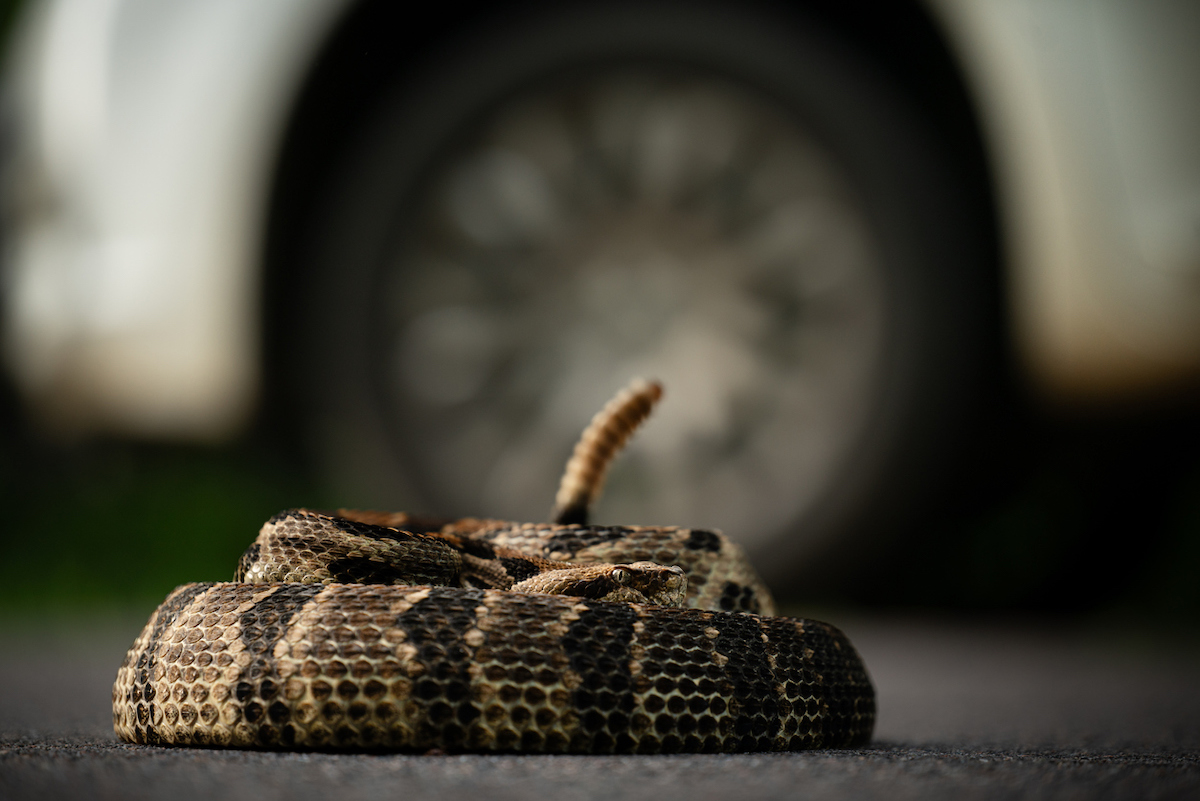 Woman Finds Rattlesnake Living in Her Car for 2 Weeks — Best Life