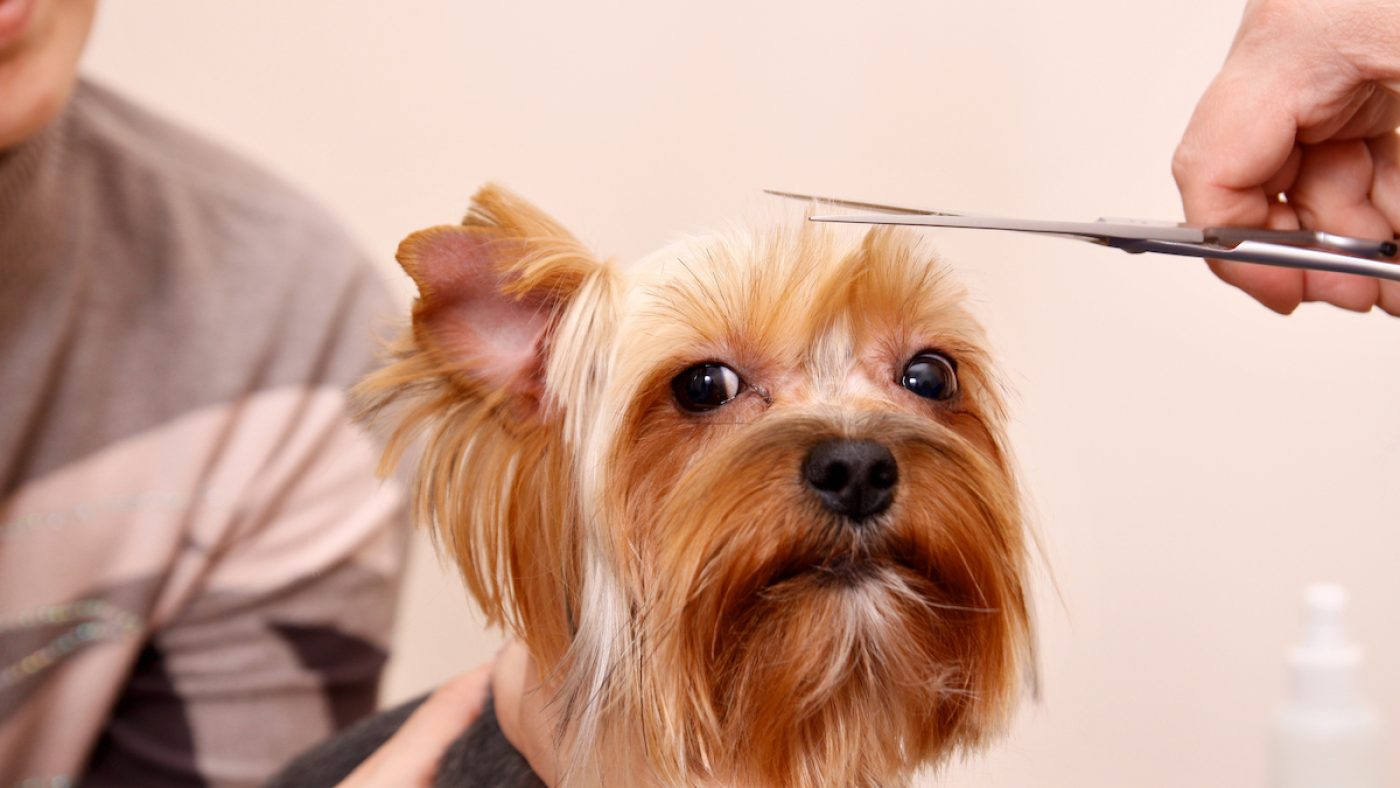 The 10 Most High-Maintenance Dog Breeds, New Study Shows — Best Life