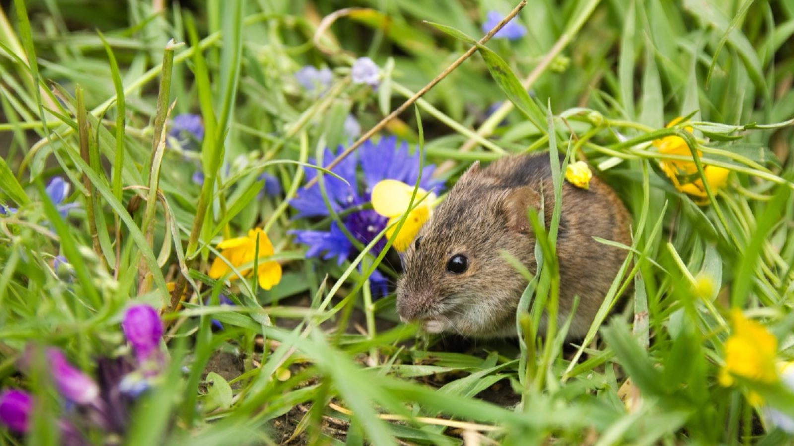 8 Easy Tricks to Stop Rodents From Eating Your Plants — Best Life
