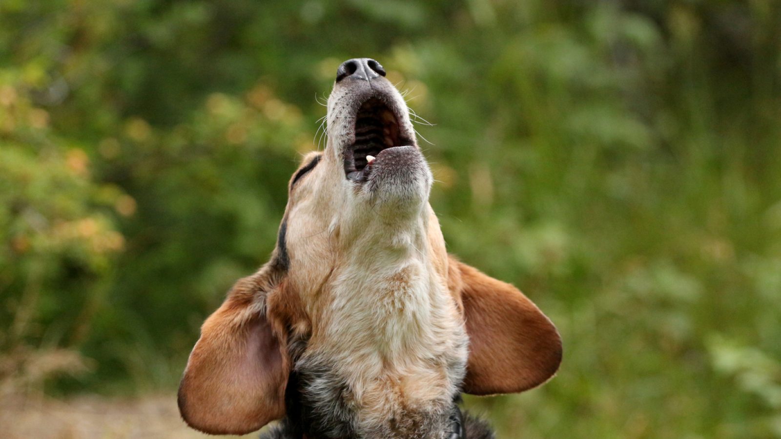 10 Dog Breeds That Bark the Most, According to Veterinarians — Best Life