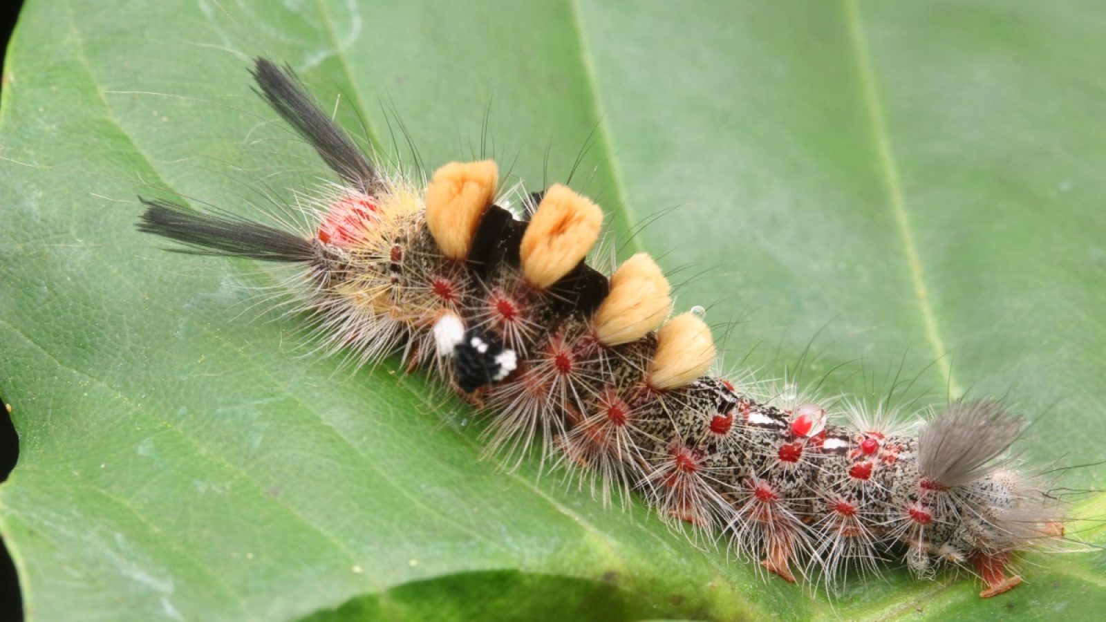 Rash-Causing Tussock Moth Caterpillars "Dropping Out of Trees"