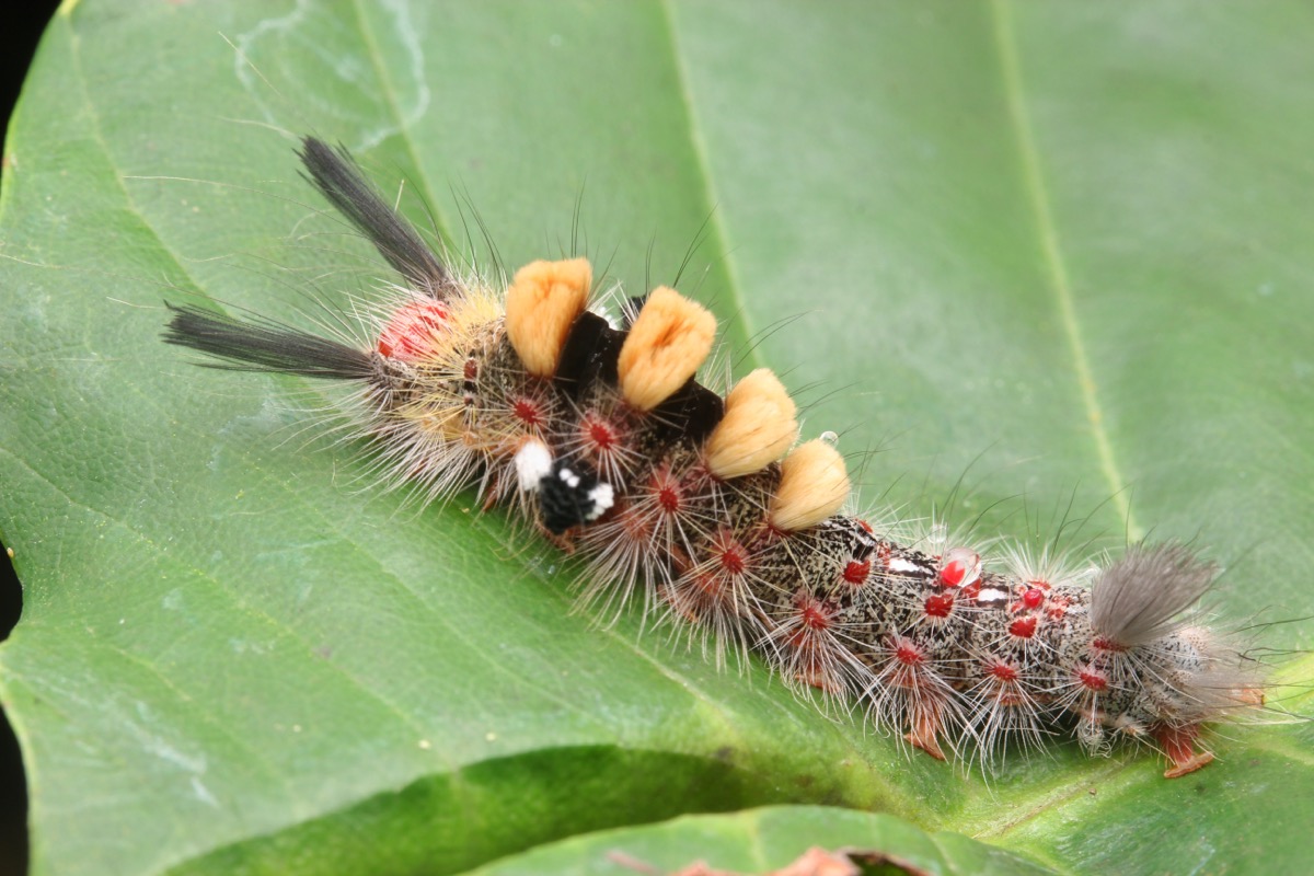 Rash-Causing Tussock Moth Caterpillars "Dropping Out of Trees"