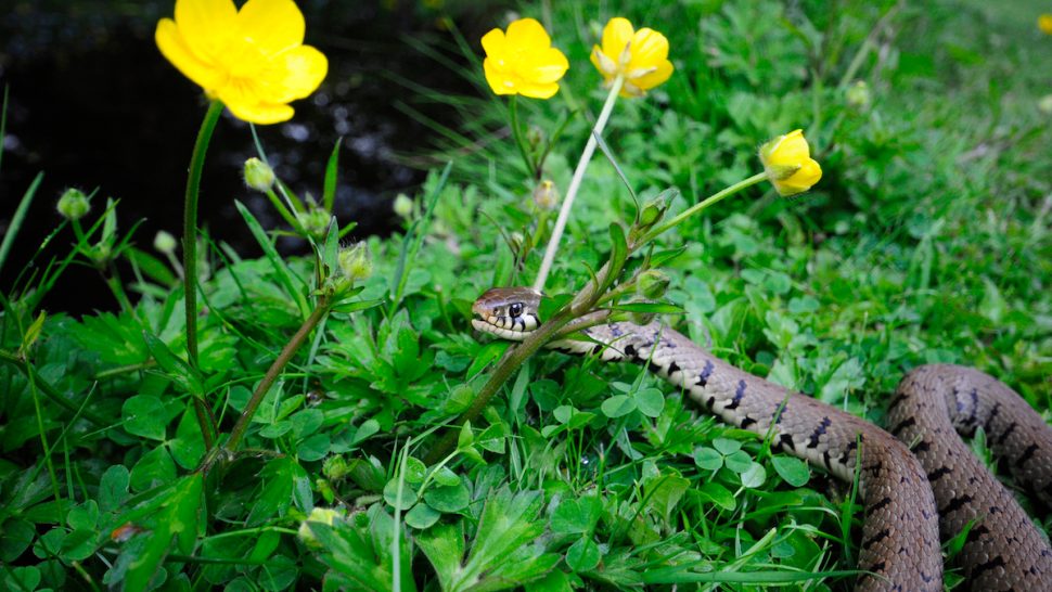 12 Common Snake-Repellent Plants — Best Life