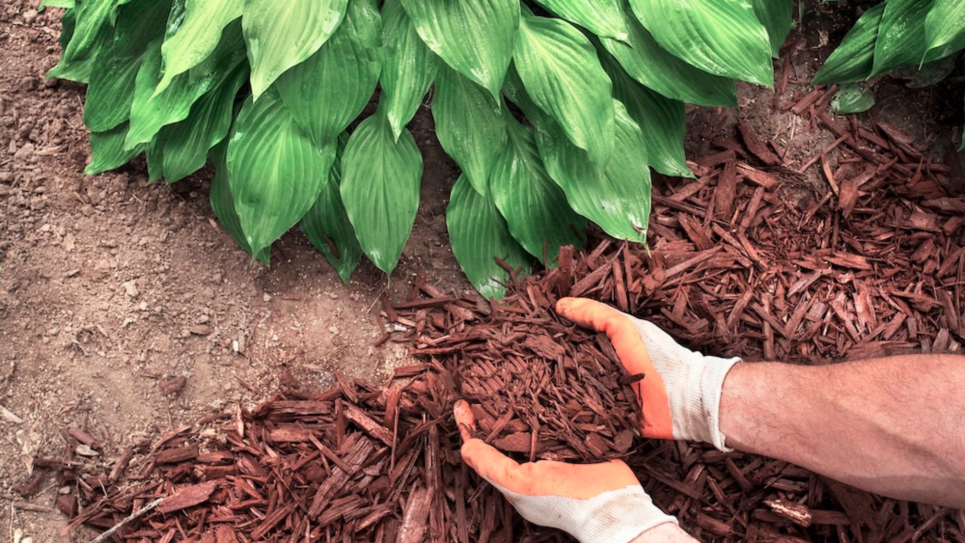 What Is Mulch, and What's the Best Way to Use It? — Best Life