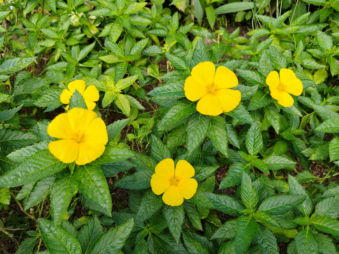 12 Common Snake-Repellent Plants — Best Life