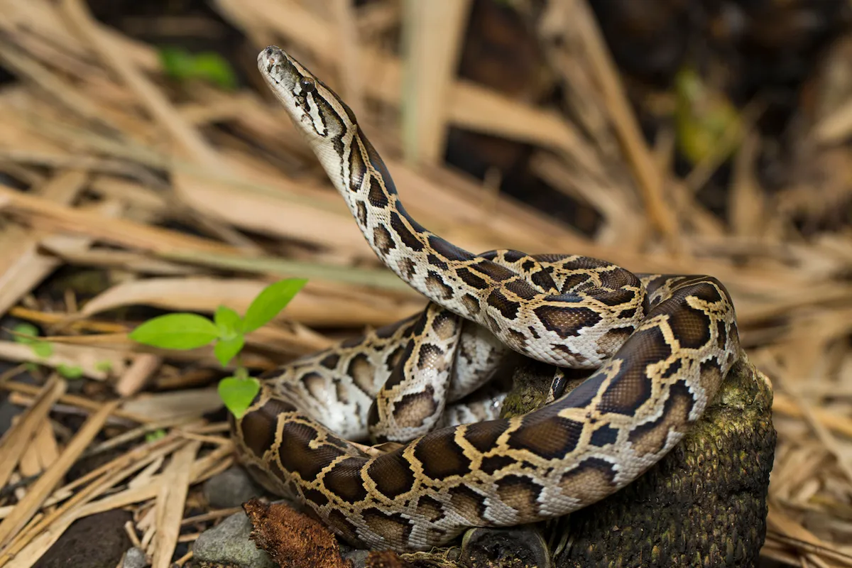Giant Burmese Pythons Are "Invading" North Florida — Best Life