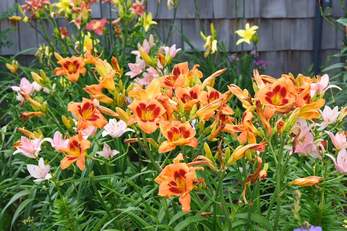 13 Low-Maintenance Outdoor Plants for Beginners — Best Life