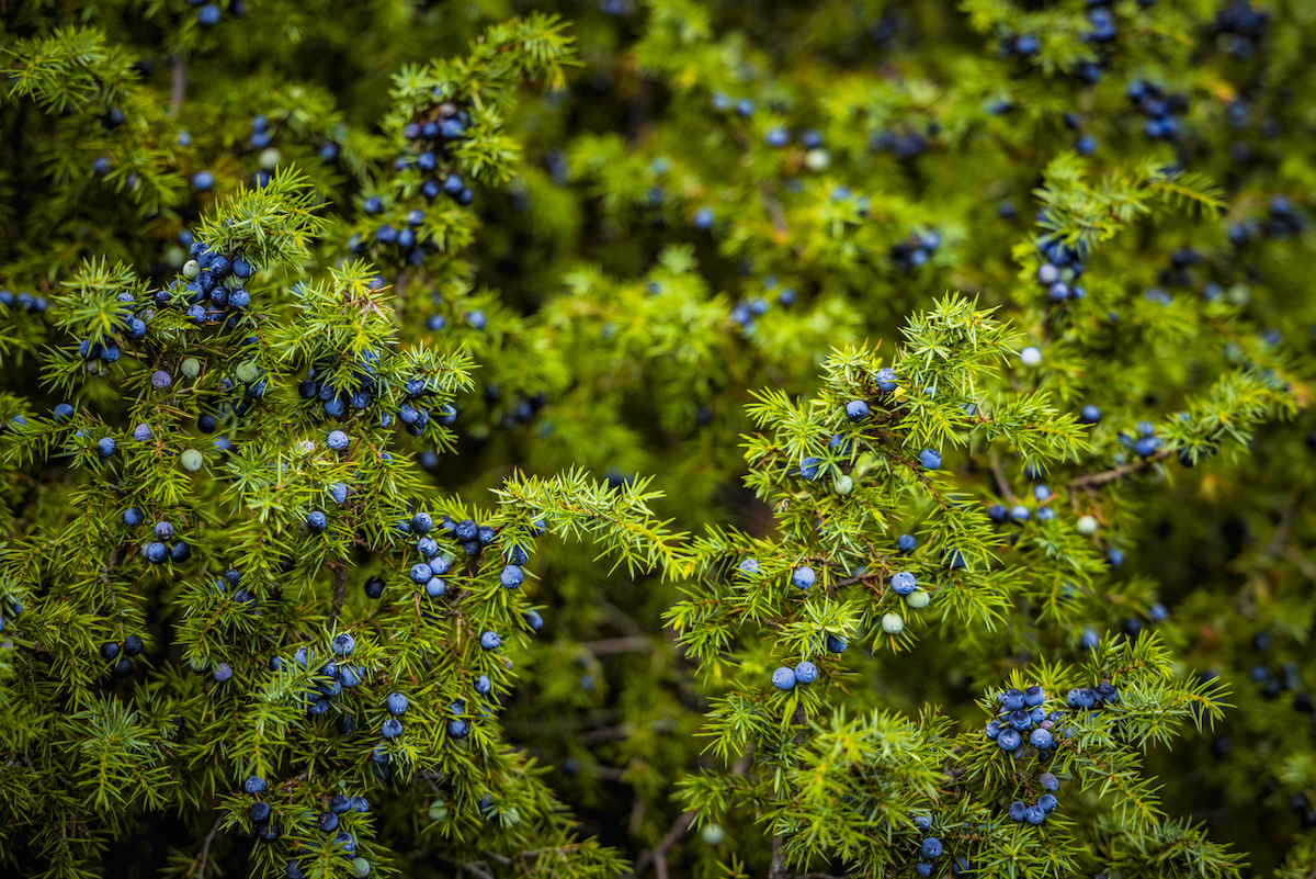 6 Outdoor Plants That Can Survive a Sudden Freeze — Best Life