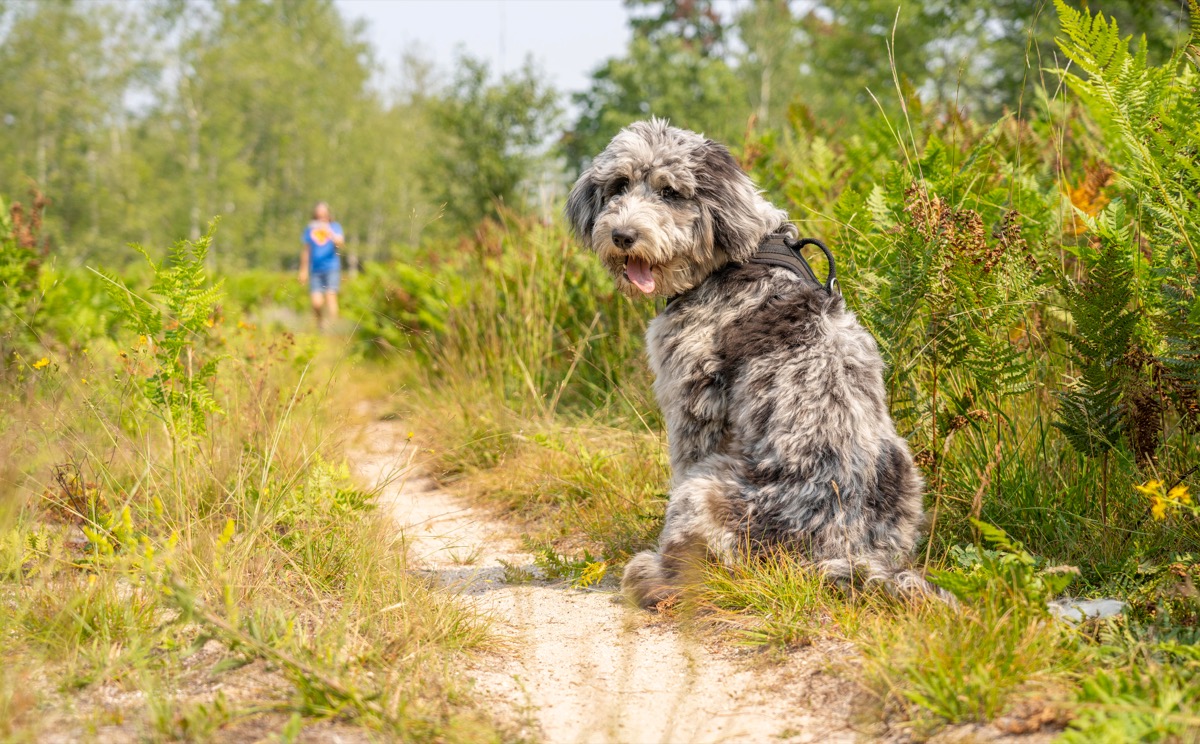 A Full List of Poodle Mixes: Every Adorable Variation — Best Life