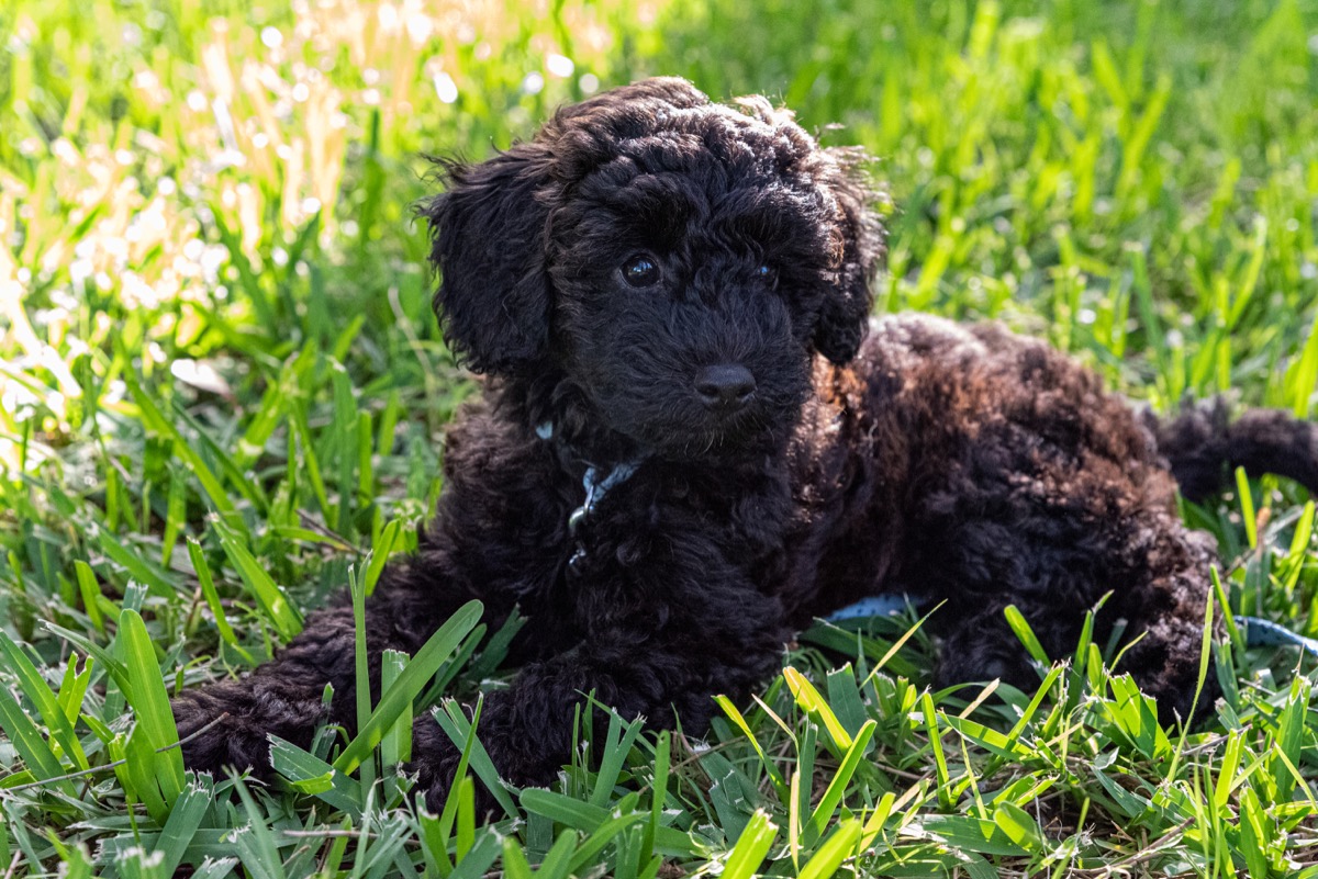 A Full List of Poodle Mixes: Every Adorable Variation — Best Life
