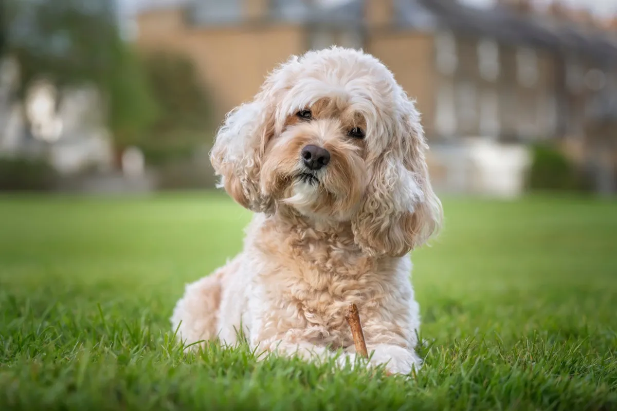 A Full List of Poodle Mixes: Every Adorable Variation — Best Life
