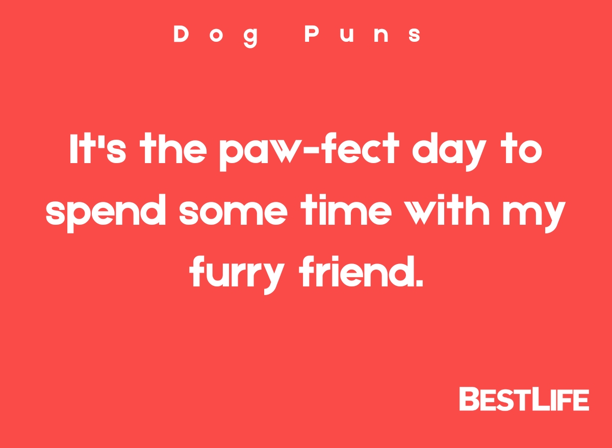 110 Dog Puns to Make You Howl With Laughter — Best Life
