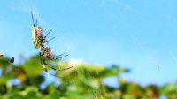 Giant "Parachuting" Jorō Spiders Are Spreading Fast — Best Life