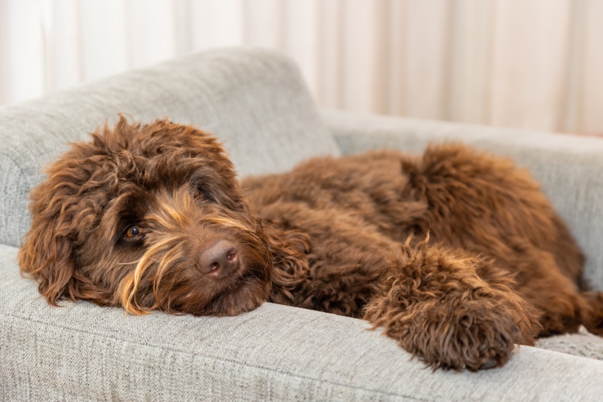 A Full List of Poodle Mixes: Every Adorable Variation — Best Life