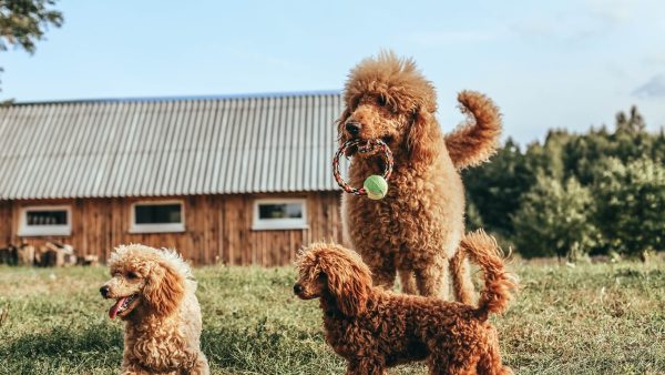 A Full List of Poodle Mixes: Every Adorable Variation — Best Life