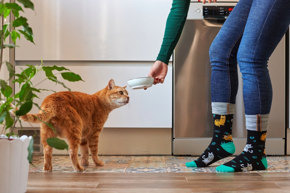 6 Best Senior Cat Foods, According to Veterinarians — Best Life