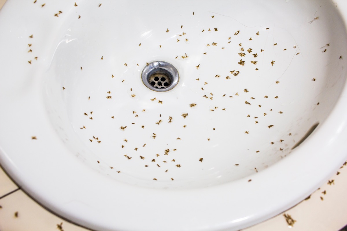 How to Get Rid of Drain Flies in Your Home — Best Life