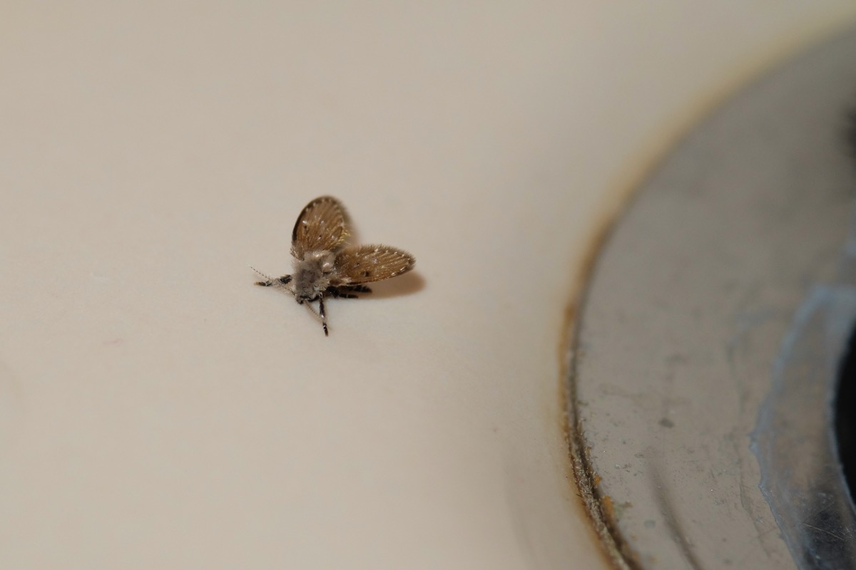 How to Get Rid of Drain Flies in Your Home — Best Life